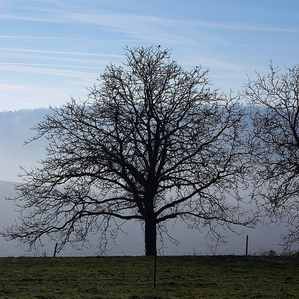 Nussbaum - Holz-Liebling