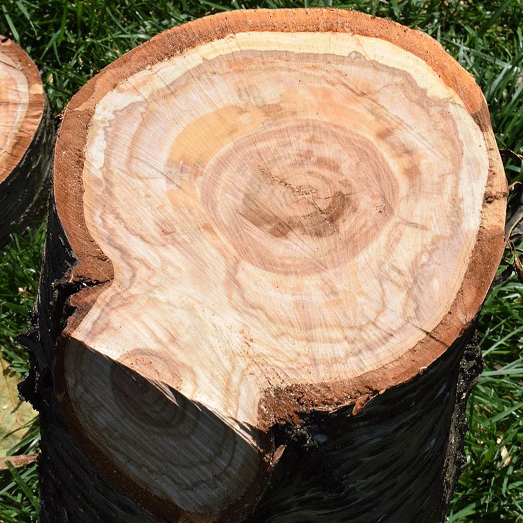 Kirschbaum - Holz-Liebling